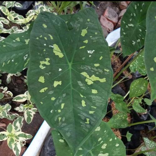 Jual Bunga / Tanaman Keladi / Caladium Army - Kab. Malang ...