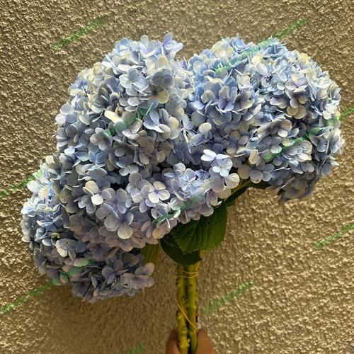 Jual Hydrangea rotensia fresh flower bunga segar tangerang gading ...