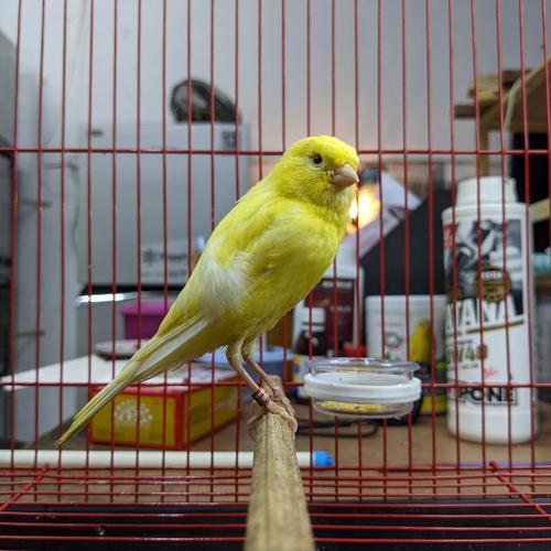 Jual kenari f1 grade A usia 30 sampai 60 hari ring kenarisultanbogor ...