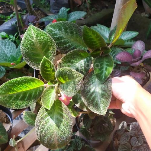 Jual Tanaman hias episcia - kee wee - Jakarta Timur - rumahmbakuut | Tokopedia