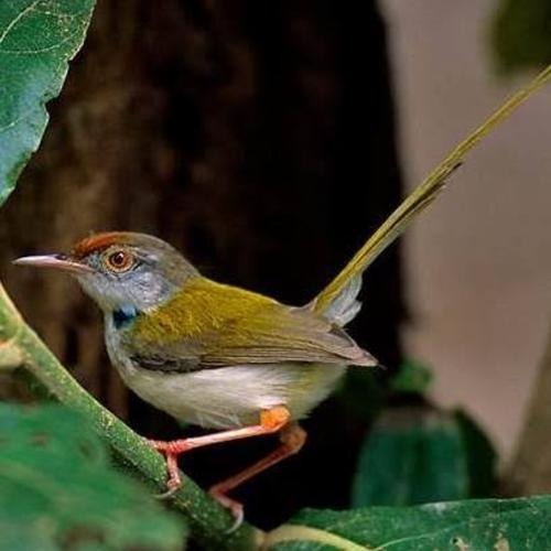 Burung Prenjak