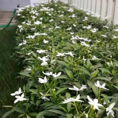 Jual tanaman rombusa/tanaman hias rombusa/tanaman peredu rombusa - Kab ...