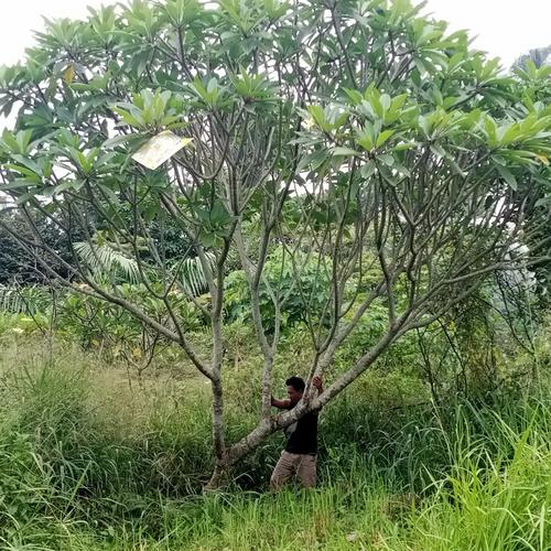 Jual Pohon Kamboja besar dan rindang - Kota Depok - Ardaflora | Tokopedia