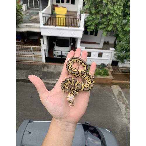 Jual nall python clown pastel - Kab. Tangerang - ballpythonindo | Tokopedia