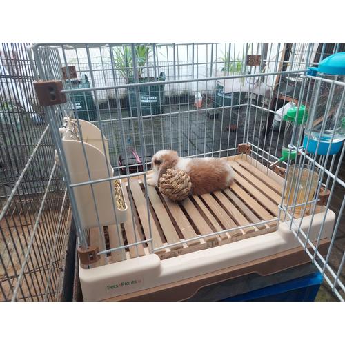 Jual Alas Kandang Bambu Hewan Footrest Bambu Hewan - 30cm x 50cm, Tanpa ...