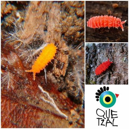Jual Isopod Red Springtail/ Springtail Red Poduromorpha Terrarium - 5 ...