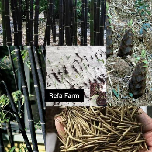 Jual Biji Benih Tanaman Bambu Hitam F1 Import / Benih Bambu Unik - Kab ...