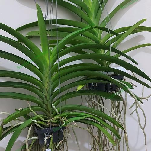 Jual Vanda Hybrid Dewasa / Anggrek Vanda Import - Magic Wall Pink ...