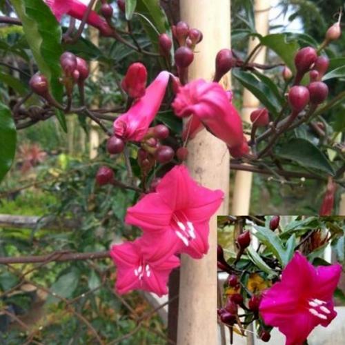 Jual Stefanot stefanut merah /bibit tanaman hias bunga rambat merambat ...