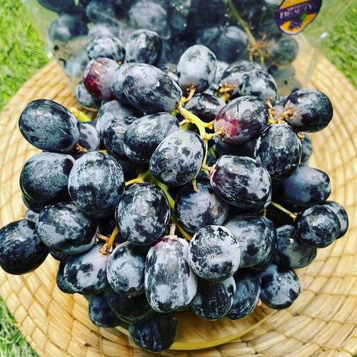 Jual Anggur Midnight Beauty / Anggur hitam Tanpa biji / Anggur Manis ...