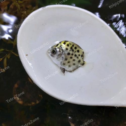 Jual Ikan hias ketang ketang - green scat - ikan air tawar - Kota ...