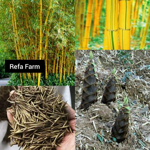 Jual Biji Benih Tanaman Bambu Kuning F1 Import / Bambu Unik - Kab ...