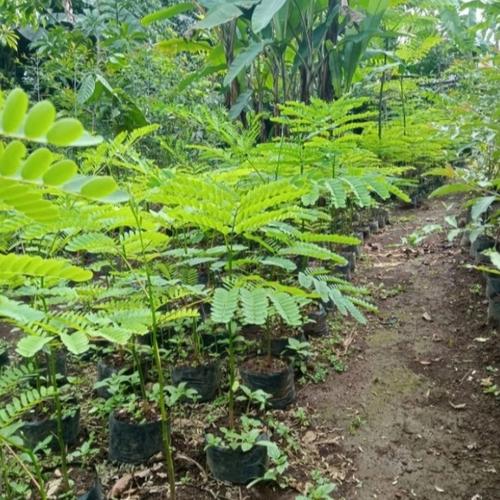 Jual pohon solobium brazil tinggi 70cm - Kota Depok - ZiaTamanAlam ...