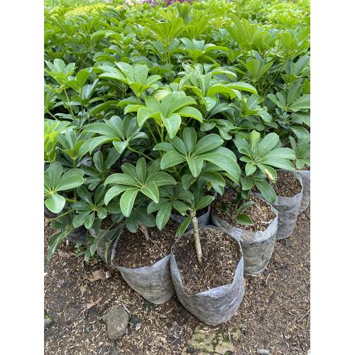 Jual Tanaman Walisongo Hijau - Jakarta Barat - Little Bali Landscape ...