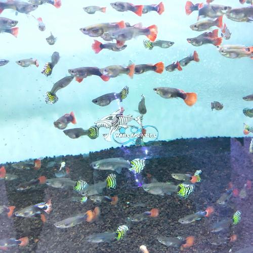 Jual IKAN HIAS IKAN GUPPY BETINA AQUASCAPE - Jakarta Barat - Mars Aquatic Official | Tokopedia