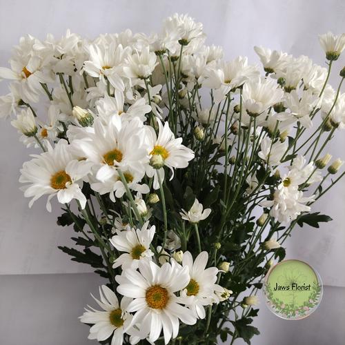 Jual Bunga Aster Putih Segar - Jakarta Barat - JAWS FLORIST_NEW | Tokopedia