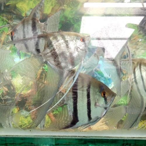 Jual Ikan Manfish Altum / Ikan Hias Manfish Altum - Jakarta Barat ...