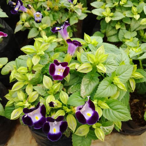 Jual tanaman hias teronia bunga - Kab. Bandung Barat - Nur Nugraha ...