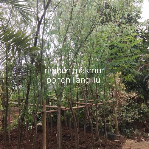 Jual pohon babylon willow 2-3m/pohon hias janda merana/pohon liang liu ...