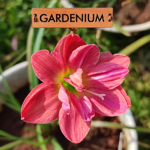 Jual Umbi Bunga Rain Lily Zephyranthes Hybrid - Rainlily Madame ...