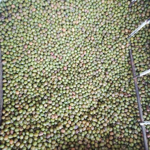 Jual Kacang Hijau curah - 500 gram - Kota Surabaya - Toko Kelontong HOK ...
