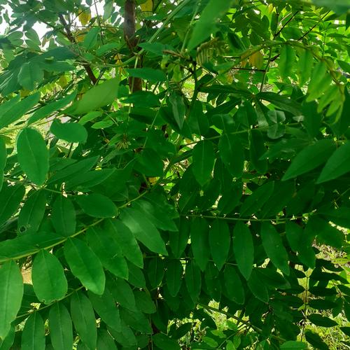 Jual daun indigofera 1kg - Kota Bogor - Home jual apa aja | Tokopedia