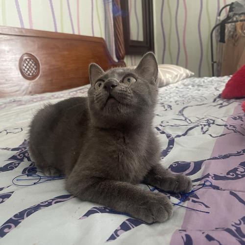 Jual Kucing Kitten BSH British Shorthair Pure Non Ped (blue solid ...