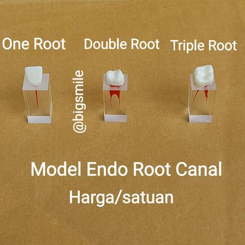 Jual Dental Model Endodontic Endo Root Canal Mahasiswa Dokter Gigi ...
