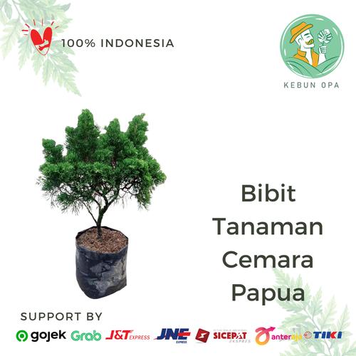 Jual Bibit Tanaman Hias Pohon Cemara Angin atau Cemara Papua - Kota ...