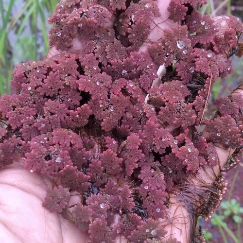 Jual AZOLLA MICROPHYLLA 1KG-AZOLLA MERAH-TANAMAN PAKU AIR-TANAMAN APUNG ...