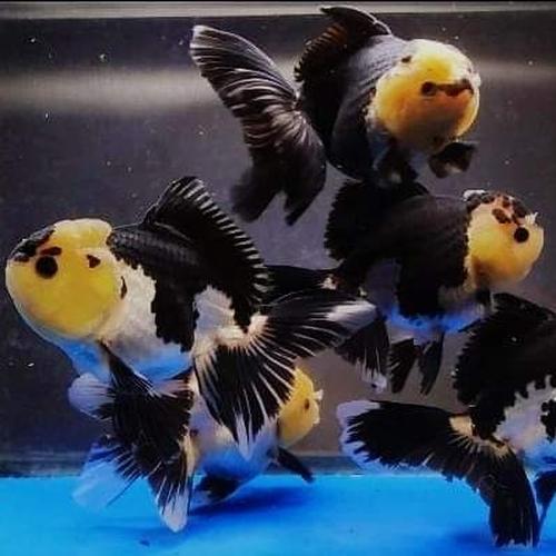 Jual ikan mas koki oranda panda / koki panda - 6,7 - Kota Tangerang ...