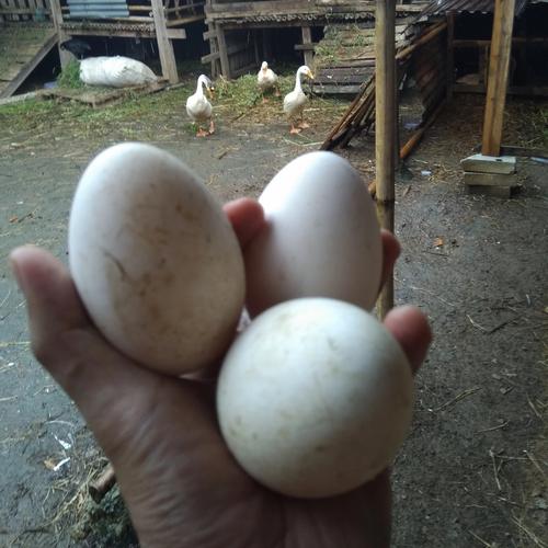 Jual telur angsa atau soang fertil - Kab. Bogor - luak kampus petshop ...