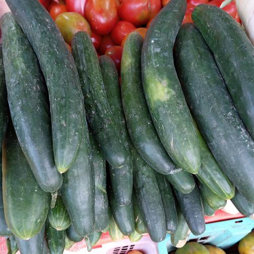 Jual Timun Jepang Kyuri segar fresh - 1 kg - Kota Depok - Doyan Daging ...