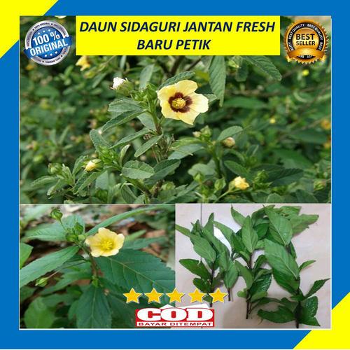 Jual Daun Sadagori Sidaguri Sidagori Jantan 1Kg - Kab. Pangandaran ...