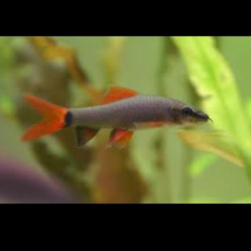 Jual ikan hias redfin shark - Kota Depok - Azfar Aquatic | Tokopedia