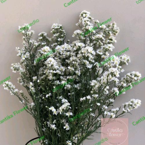 Jual bunga pikok/ peacock asli fresh putih segar cocok untuk hiasan ...