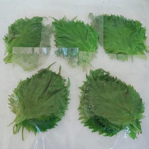 Jual DAUN PERILLA / OHBA / SHISO LEAF (pack isi 10) - Kota Bogor ...