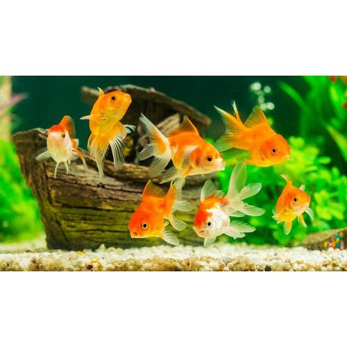 Jual Koki Oranda mini - ikan hias aquascape dan kolam - Kota Depok ...