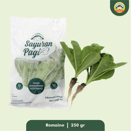 Jual Selada Romain Hidroponik - Fresh Romaine Lettuce Hydroponic - Kota ...