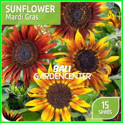 Jual Benih Biji Bunga Matahari - Sunflower Mardi Gras - Kab. Badung ...