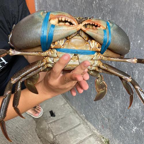 Jual Kepiting Jumbo Hidup Size Super Ukuran 800/900 Gram Up - 1 Ekor ...
