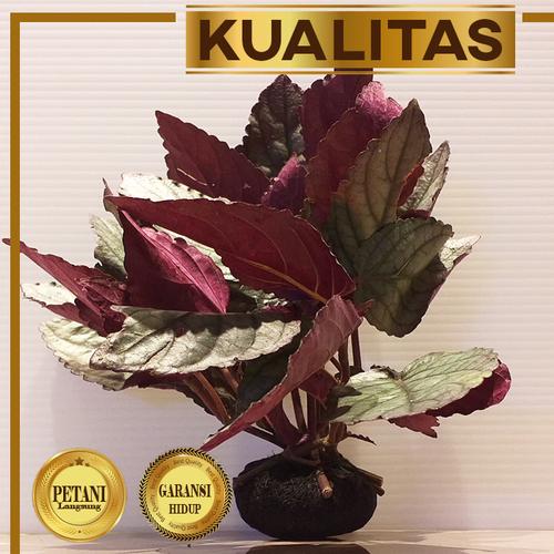 Jual Hemigraphis Colorata Wabikusa Tanaman Hias Air Paludarium ...