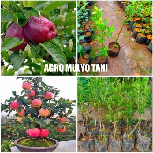 Jual Bibit apel fuji cangkok berkualitas - Kab. Nganjuk - Agro Mulyo ...
