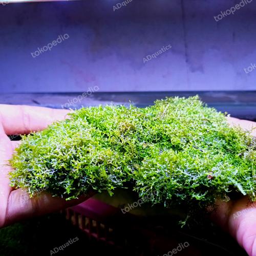 Jual moss ricardia clump mini aquascape tanaman air - Mika 15x10cm ...