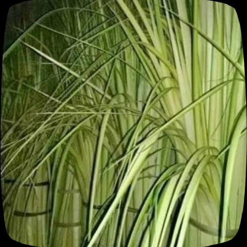 Jual janur daun kelapa 500gr 1 ikat - janur ketupat - janur kelapa ...