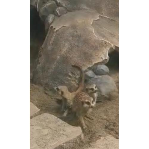 Jual meerkat adopt me merkat usia 6 bulan - Jantan - Kota Surabaya ...