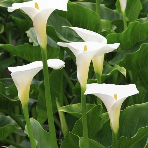 Jual Tanaman Hias Hidup Bunga Calla Lily-Cala lily-cala lili-Bunga ...