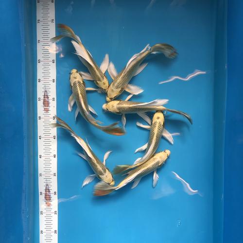 Jual IKAN KOI SLAYER - Kota Denpasar - UNITED KOI BALI | Tokopedia