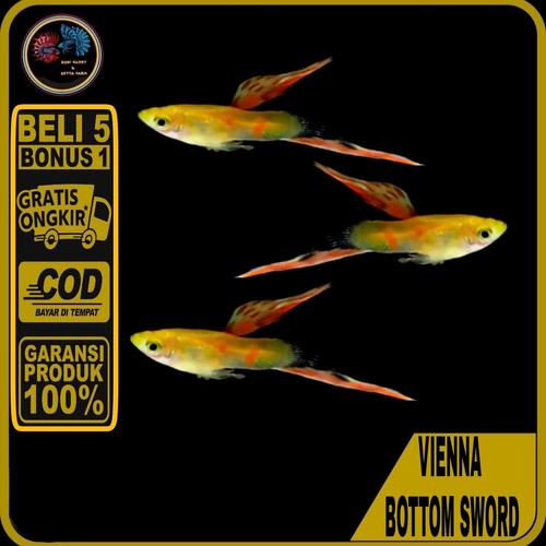 Jual Ikan Hias Guppy Vienna Bottom Sword akuarium - Betina - Kab. Demak - Doni_guppy&betta_farm ...