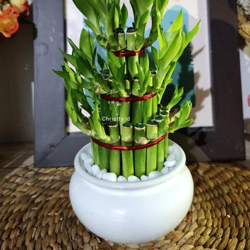 Jual Bambu Hoki / Paket Lengkap Bambu Hoki + Vas Keramik Bulat + batu ...